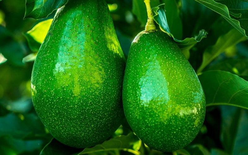 História do Abacate e Origem da Fruta | Mundo Ecologia