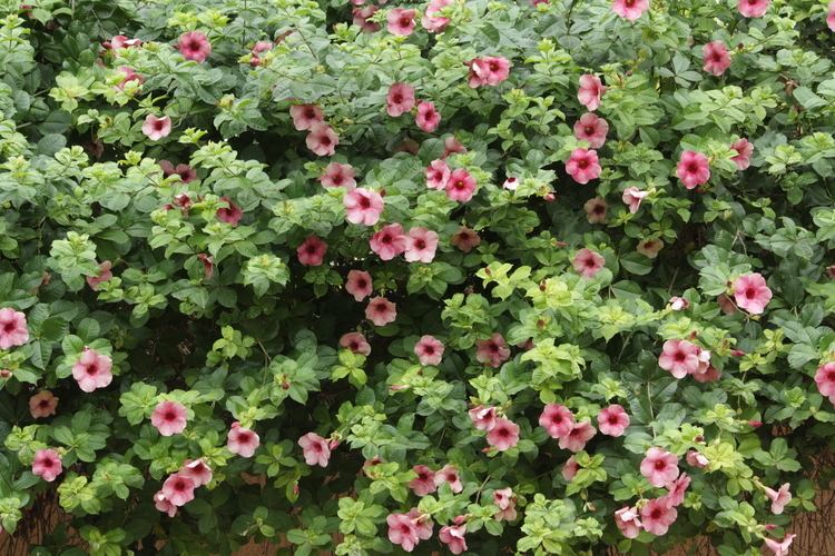 Alamanda Sete Patacas Roxa: Características da Flor e Imagens | Mundo ...