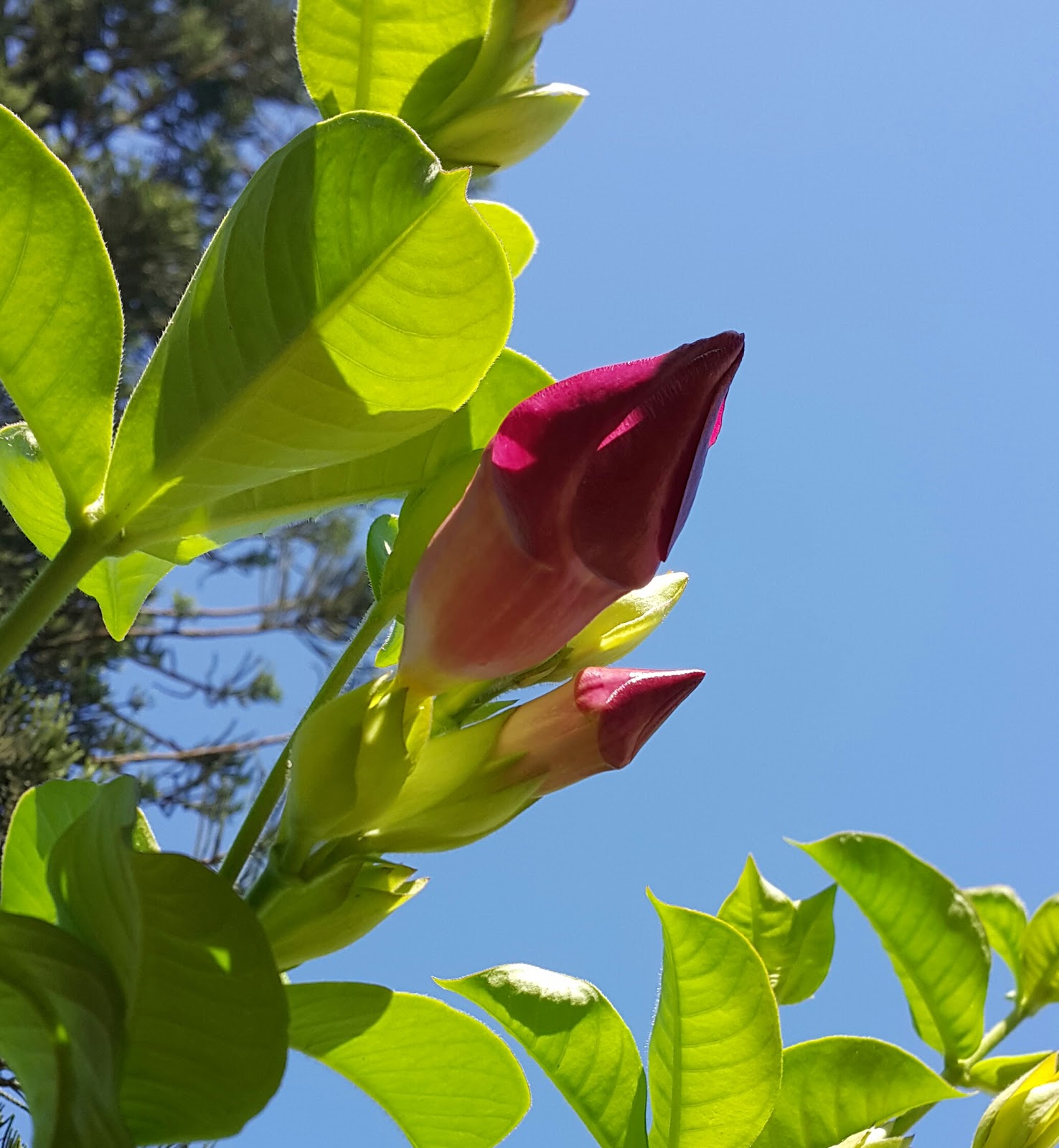 Alamanda Sete Patacas Roxa: Características da Flor e Imagens | Mundo ...