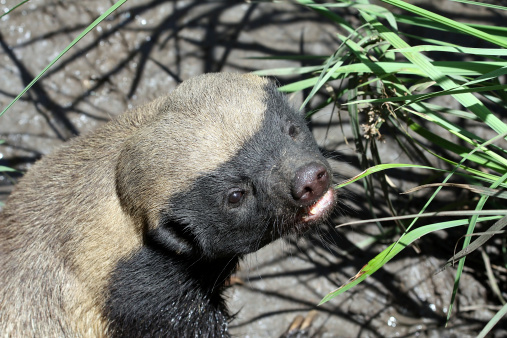 Alimentação do Ratel: O Que Eles Comem? – Mundo Ecologia