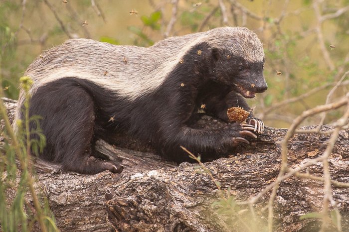 Alimentação do Ratel: O Que Eles Comem? | Mundo Ecologia
