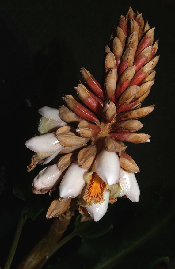 Tipos de Alpínia: Espécies Com Nomes, Características e Fotos – Mundo ...