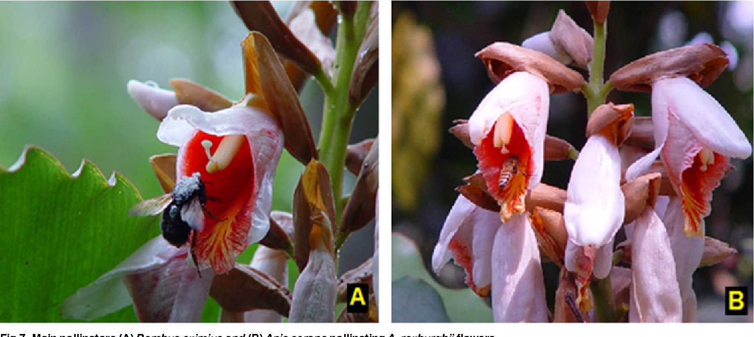 Tipos de Alpínia: Espécies Com Nomes, Características e Fotos – Mundo ...