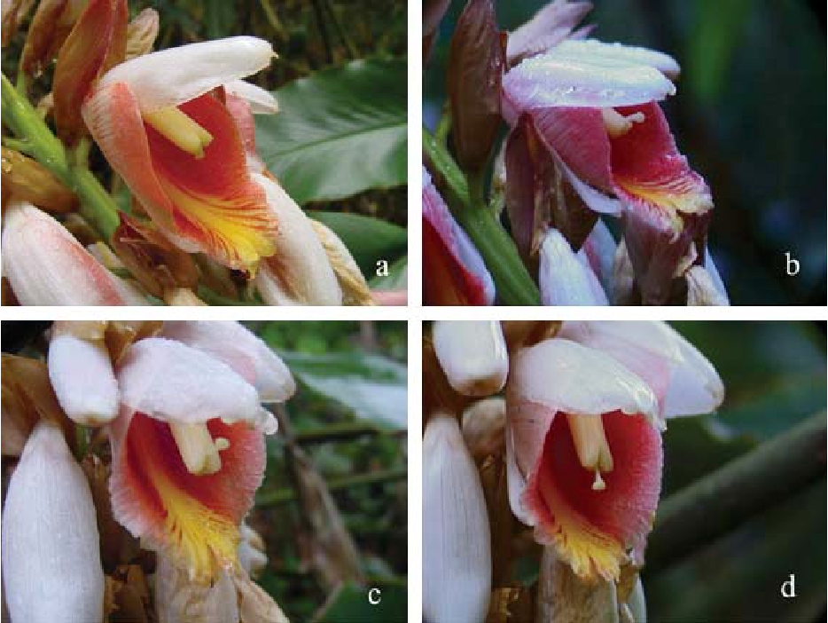 Tipos de Alpínia: Espécies Com Nomes, Características e Fotos – Mundo ...