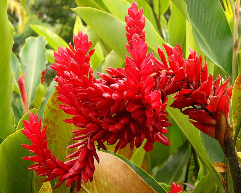 História da Alpinia Purpurata, Significado e Origem da Flor – Mundo ...
