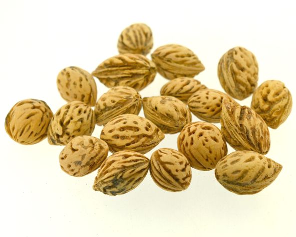 Partes do Pêssego: Epicarpo, Endocarpo e Mesocarpo – Mundo Ecologia