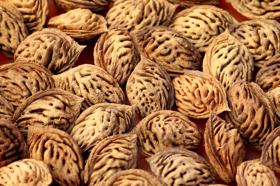 Partes do Pêssego: Epicarpo, Endocarpo e Mesocarpo – Mundo Ecologia