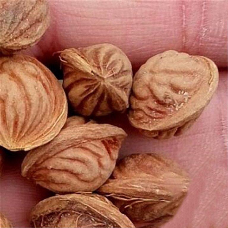 Partes do Pêssego: Epicarpo, Endocarpo e Mesocarpo – Mundo Ecologia