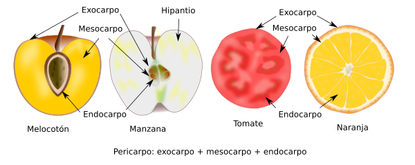 Partes do Pêssego: Epicarpo, Endocarpo e Mesocarpo – Mundo Ecologia