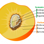 Partes do Pêssego: Epicarpo, Endocarpo e Mesocarpo | Mundo Ecologia