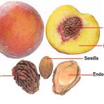 Partes do Pêssego: Epicarpo, Endocarpo e Mesocarpo – Mundo Ecologia