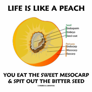Partes do Pêssego: Epicarpo, Endocarpo e Mesocarpo – Mundo Ecologia