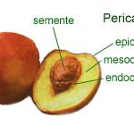 Partes do Pêssego: Epicarpo, Endocarpo e Mesocarpo | Mundo Ecologia