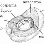 Partes do Pêssego: Epicarpo, Endocarpo e Mesocarpo | Mundo Ecologia