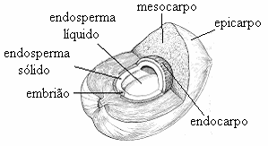 Partes do Pêssego: Epicarpo, Endocarpo e Mesocarpo – Mundo Ecologia