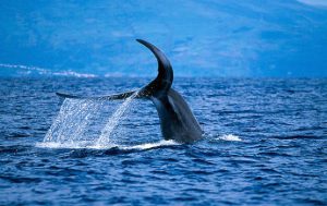 Baleia Balaenoptera Omurai: Peso, Tamanho, Habitat e Fotos | Mundo Ecologia