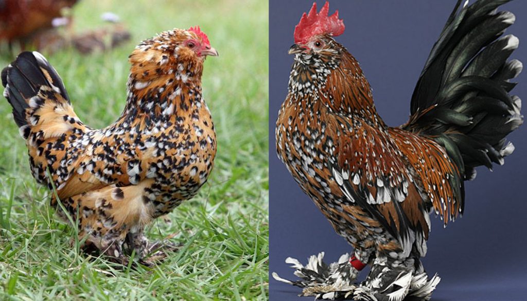 Tudo Sobre a Galinha: Características, Nome Científico e Fotos | Mundo ...
