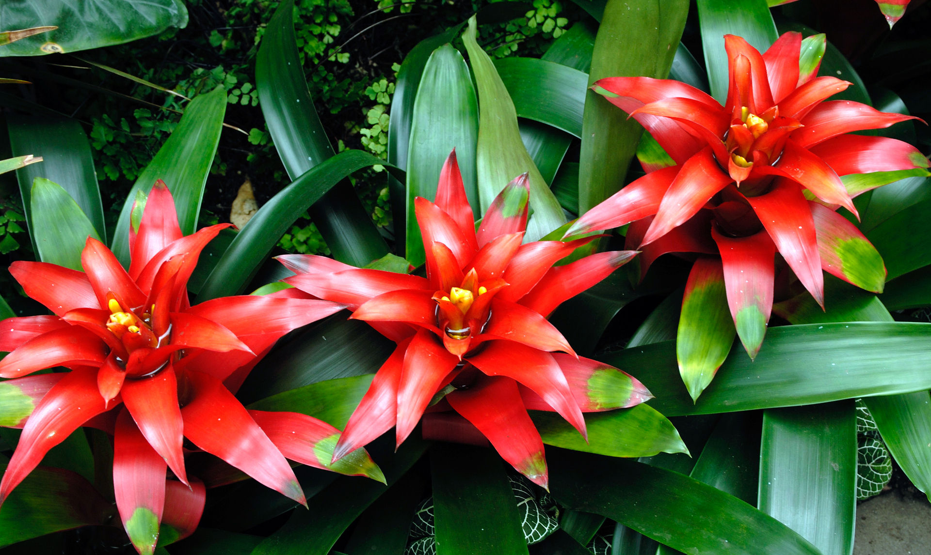 Bromélia Imperial: Fotos, Características, Flores e Nome Cientifico ...