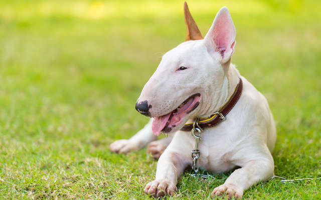 Origem do Cachorro Pitbull e Historia da Raça | Mundo Ecologia