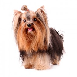 História do Yorkshire e Origem da Raça – Mundo Ecologia