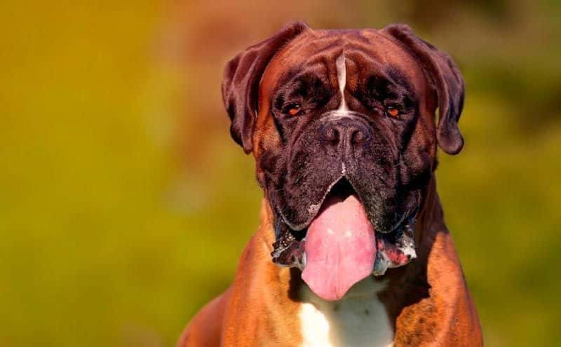 O Que Pode Ser Quando o Cachorro Está Babando? | Mundo Ecologia