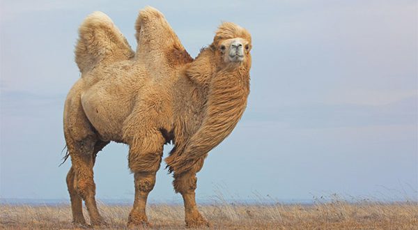 Tudo Sobre o Camelo: Características, Nome Cientifico e Fotos | Mundo ...