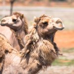 Origem do Camelo e História do Animal | Mundo Ecologia