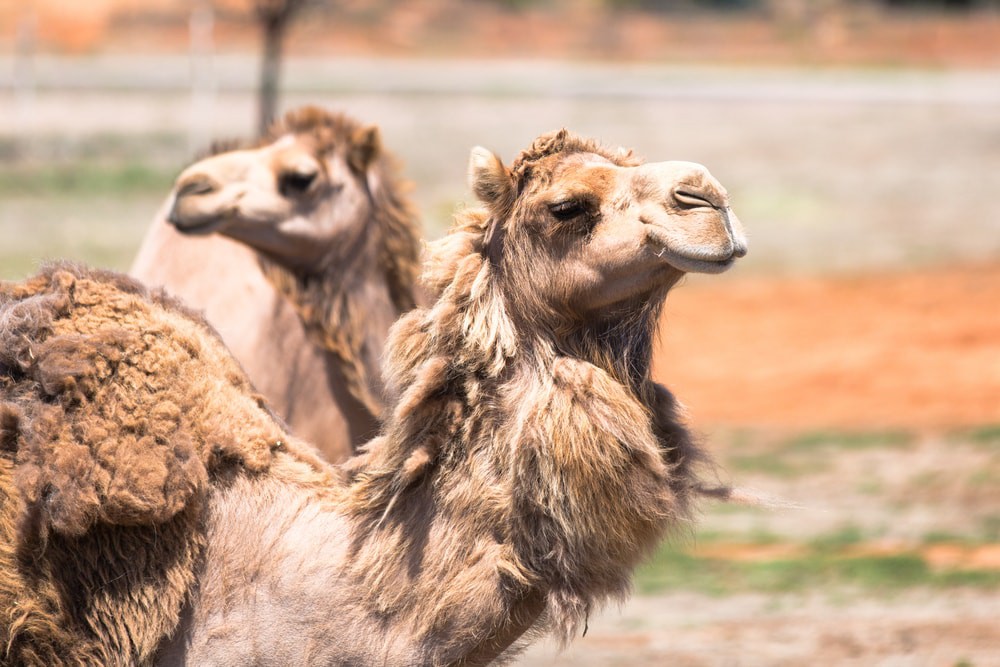 Origem do Camelo e História do Animal | Mundo Ecologia