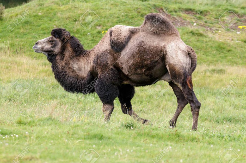 Origem do Camelo e História do Animal | Mundo Ecologia