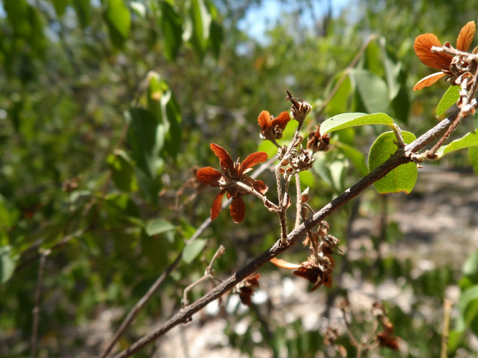 Gabiroba do Cerrado: Característica, Muda, Nome Científico e Fotos ...