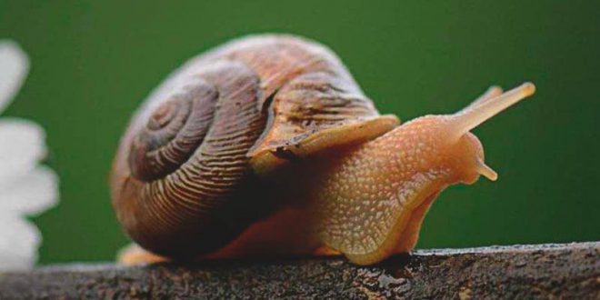 Quais São os Animais que Têm Carapaças? Espécies e Fotos | Mundo Ecologia