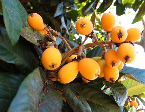 Tudo Sobre a Nespera: Características, Nome Científico e Fotos | Mundo ...