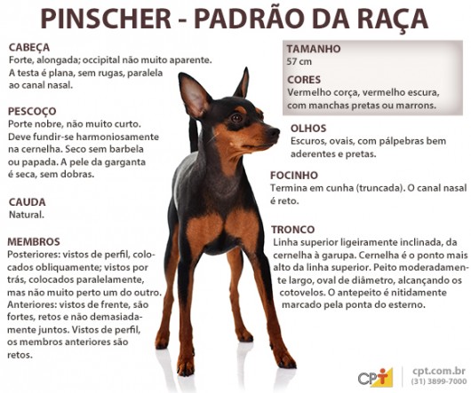 Historia Do Cachorro Pinscher E Origem Da Raça | Mundo Ecologia