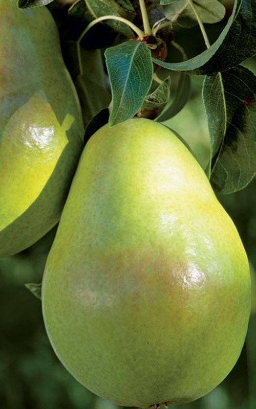 Curiosidades da Pera e Fatos Interessantes | Mundo Ecologia