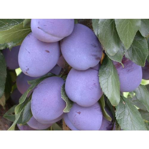 Qual o Melhor Clima Para Plantar Ameixa? Quais Regiões do Brasil ...