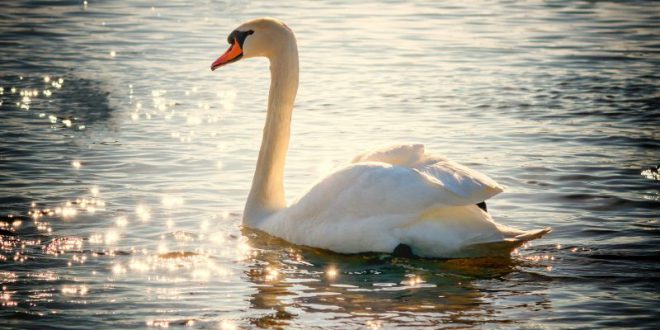 História do Cisne, Origem do Animal e Significado | Mundo Ecologia