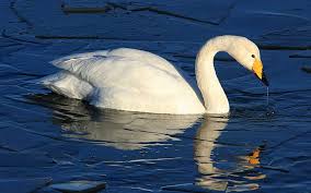 Tudo Sobre o Cisne: Características, Nome Científico e Fotos – Mundo ...