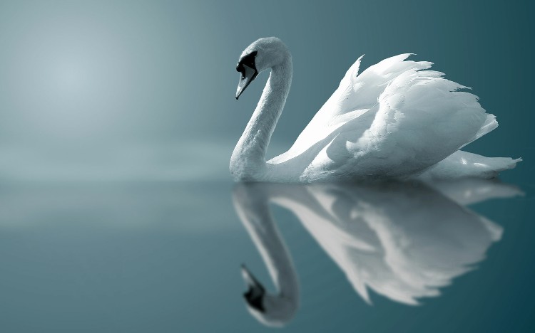 Cisne: Reino, Filo, Classe, Ordem, Família, Subfamília e Gênero – Mundo ...
