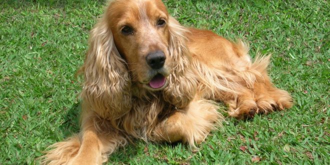 Tudo Sobre a Raca de Cachorro Cocker Spaniel, Filhotes e Imagens ...