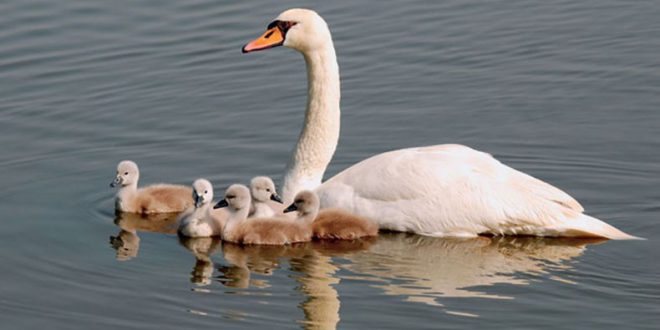Quanto Tempo Leva para o Filhote de Cisne sair do Ninho? | Mundo Ecologia
