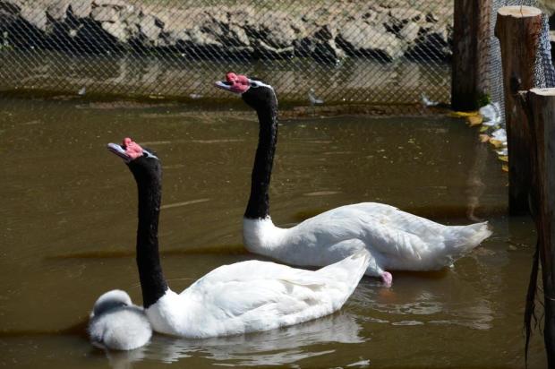 Quanto Tempo Leva para o Filhote de Cisne sair do Ninho? | Mundo Ecologia