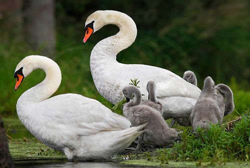 Quanto Tempo Leva para o Filhote de Cisne sair do Ninho? | Mundo Ecologia