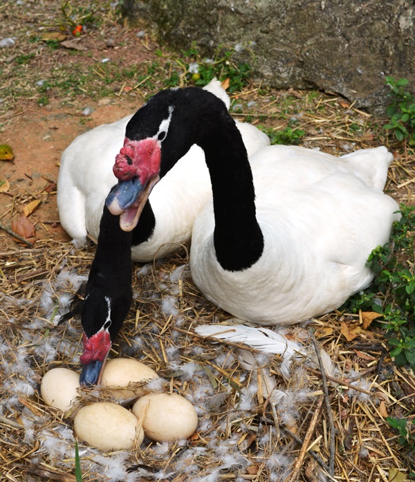 Quanto Tempo Leva para o Filhote de Cisne sair do Ninho? | Mundo Ecologia