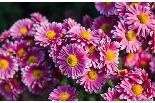 Crisântemos De Corte: O Que São E Fotos Da Flor | Mundo Ecologia