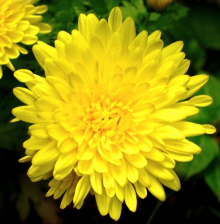 Crisântemos De Corte: O Que São E Fotos Da Flor | Mundo Ecologia