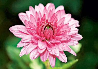 Tudo Sobre Crisântemo: Características da Flor e Imagens | Mundo Ecologia