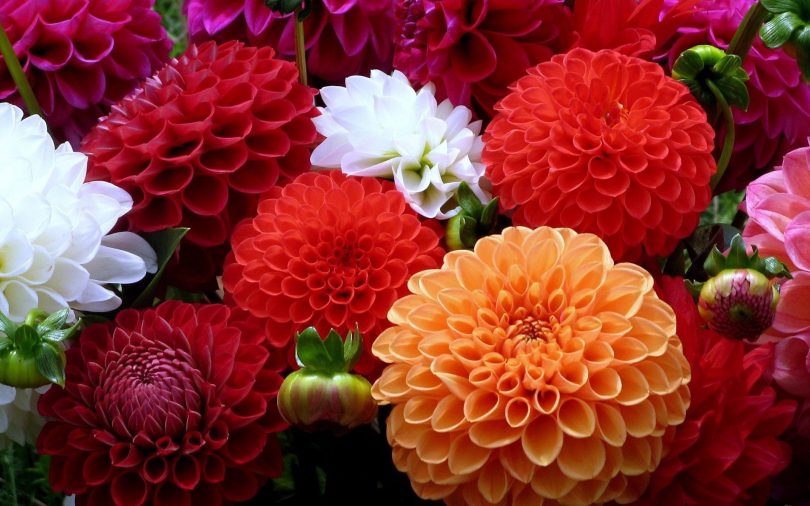 Tudo Sobre Crisântemo: Características da Flor e Imagens | Mundo Ecologia
