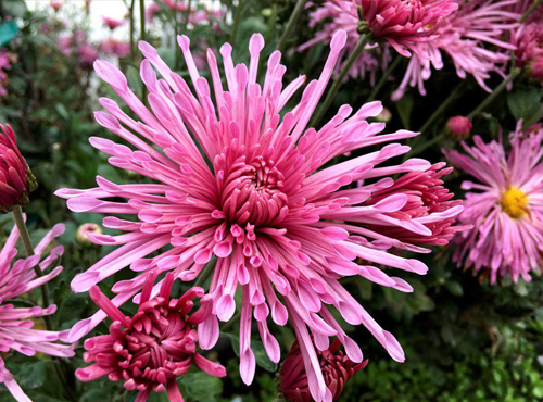 Tudo Sobre Crisântemo: Características da Flor e Imagens | Mundo Ecologia