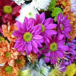 Tudo Sobre Crisântemo: Características da Flor e Imagens | Mundo Ecologia