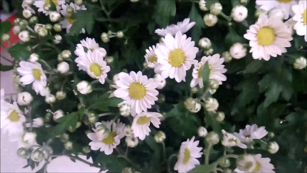 Tudo Sobre Crisântemo: Características da Flor e Imagens | Mundo Ecologia